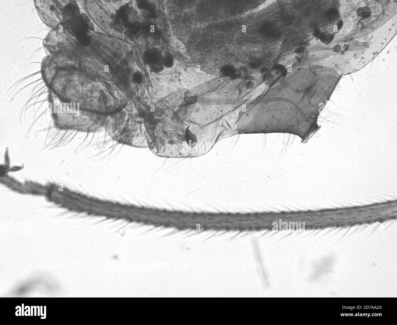 1955 animalia hi-res stock photography and images - Alamy