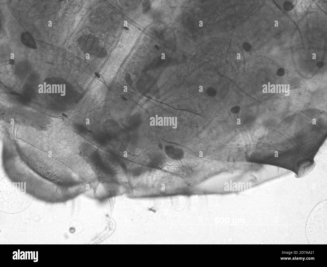 1955 animalia hi-res stock photography and images - Alamy