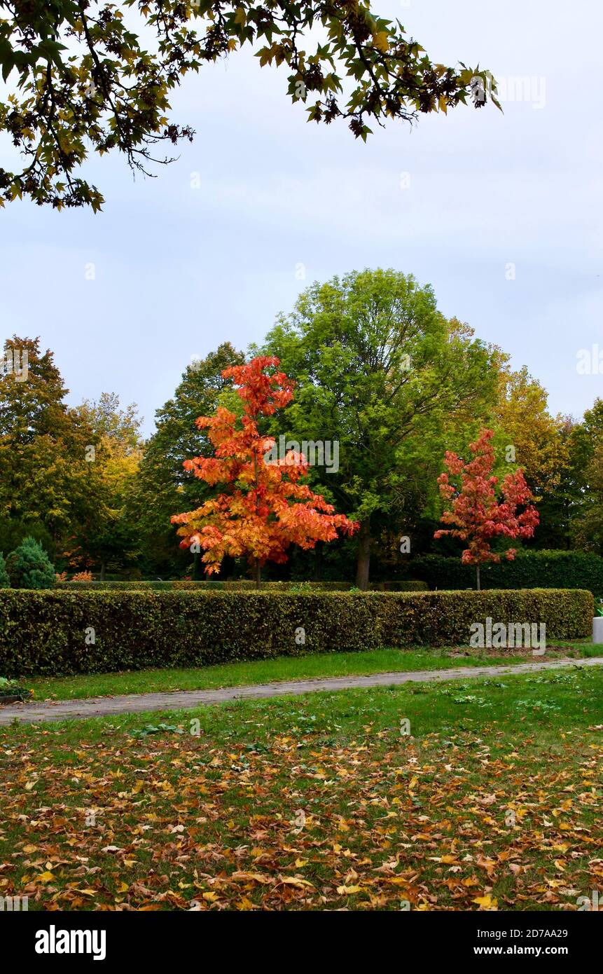 small tree with red leaves in the park Stock Photo - Alamy