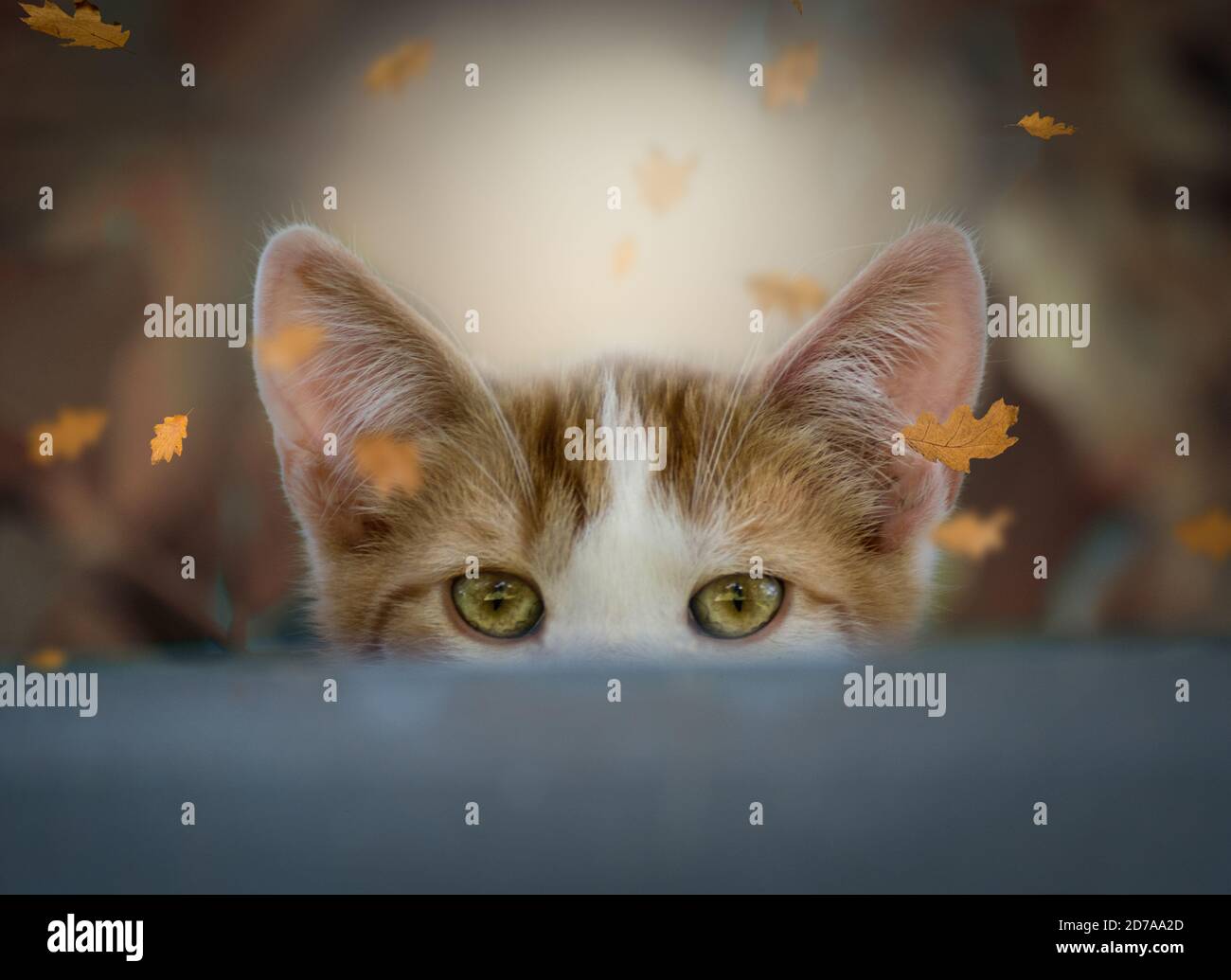 A cat looking over a fence. This is little cat Stock Photo - Alamy