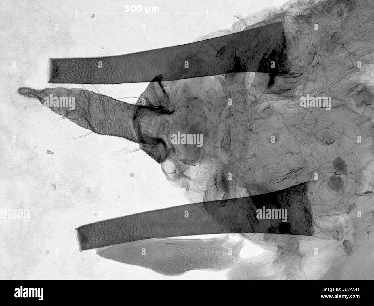 1935 animalia Black and White Stock Photos & Images - Alamy