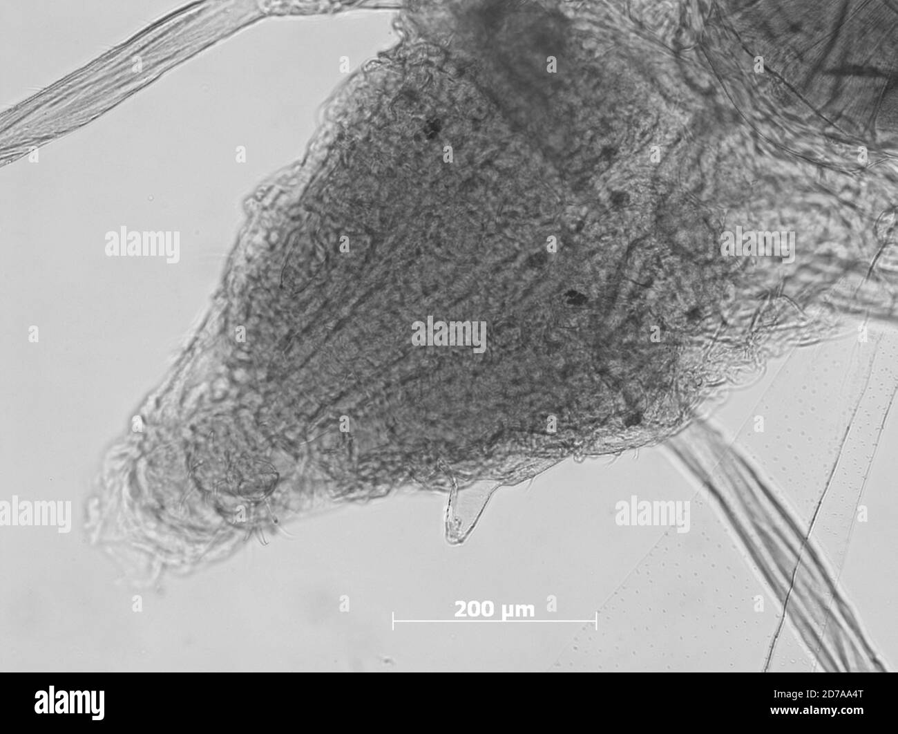 Glencoe, Cook, Illinois, United States, Drepanaphis minutus Davis, 1910 ...