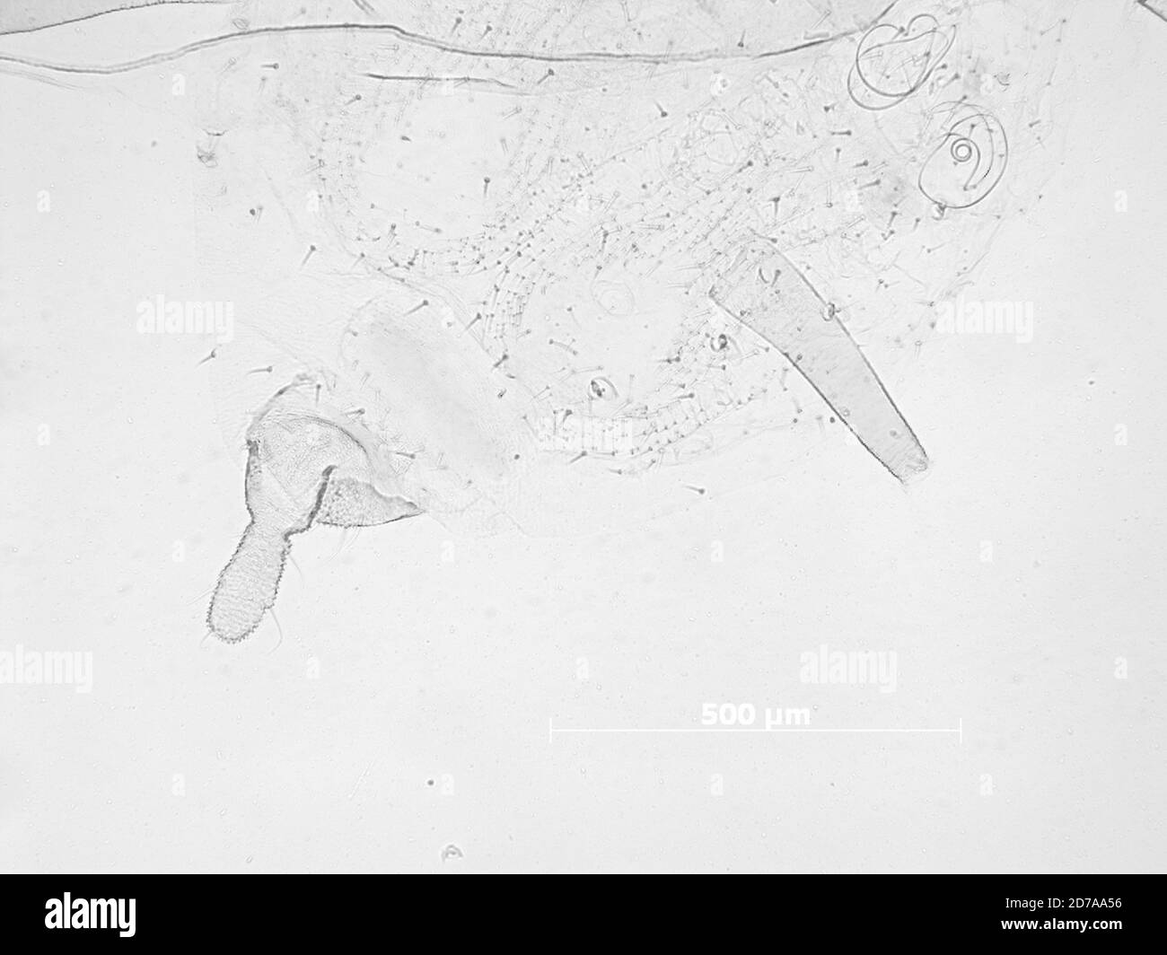 Whitewater, Mesa, Colorado, United States, Dactynotus (Kakimia) takalus ...