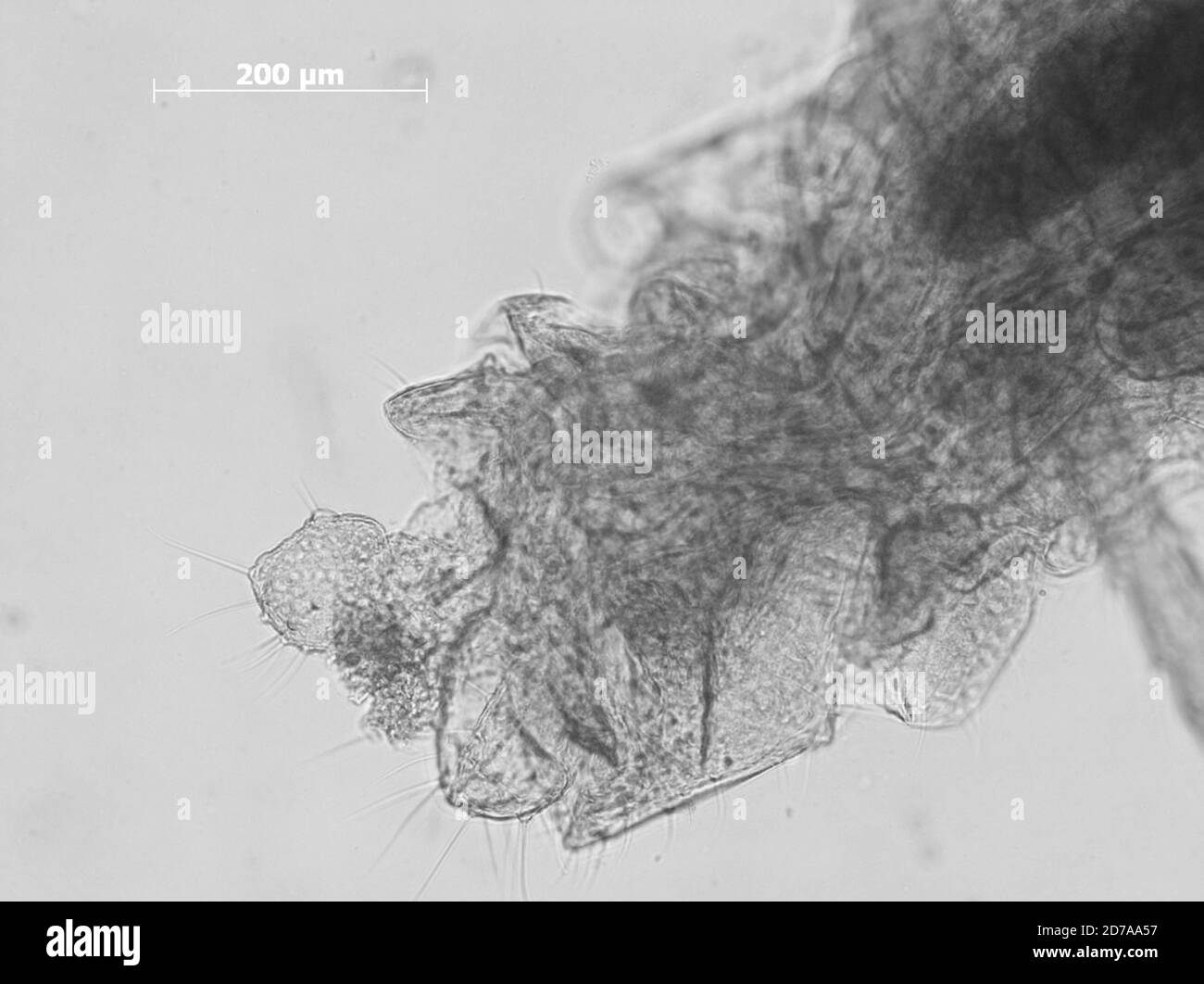 Calaphidinae hi-res stock photography and images - Alamy