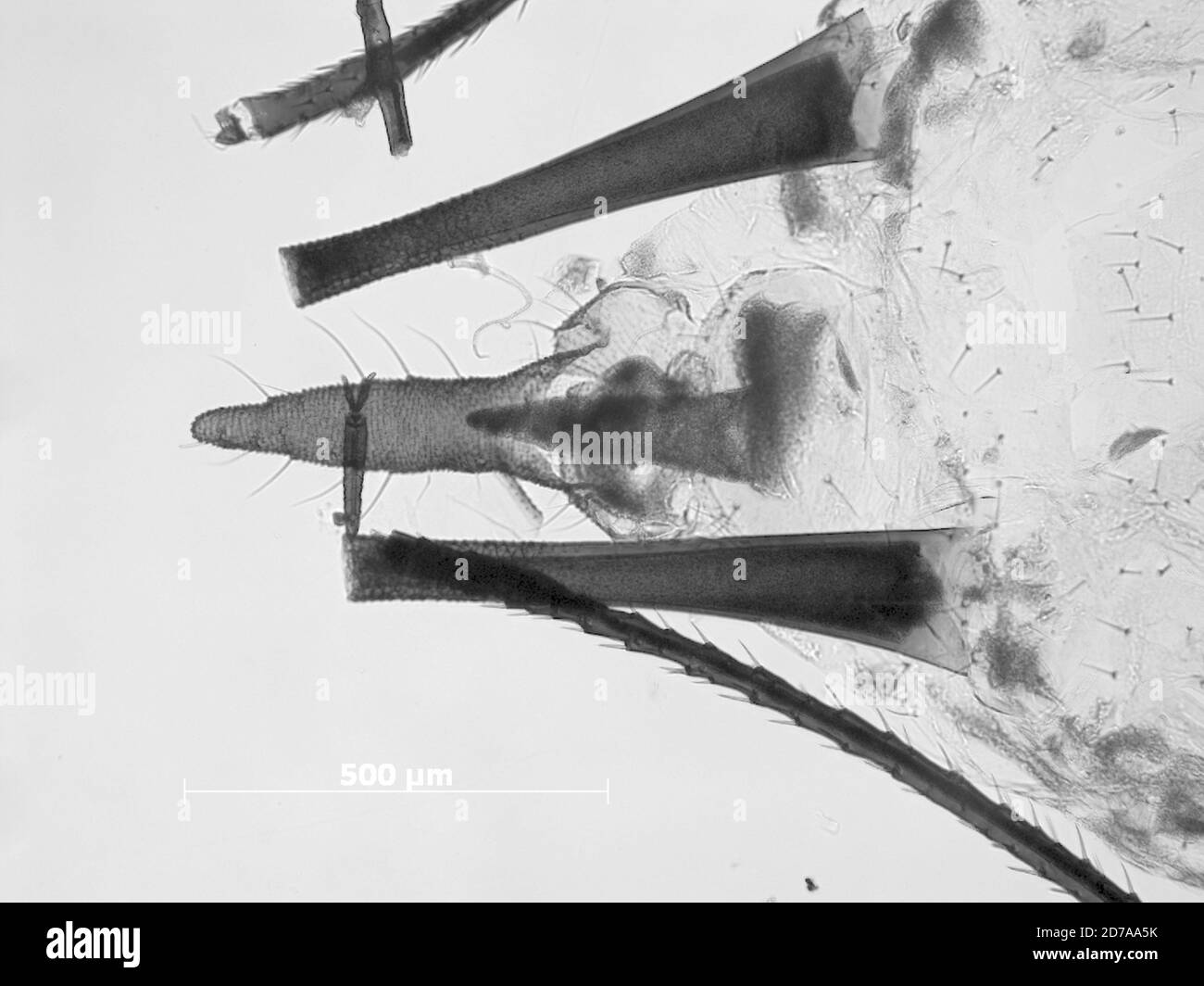 Dactynotus tuataiae olive hi-res stock photography and images - Alamy