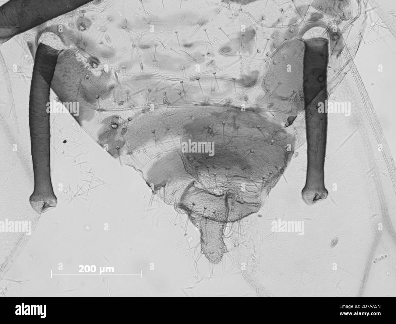 Chimney Rock, Larimer, Colorado, United States, Epameibaphis atricornis ...
