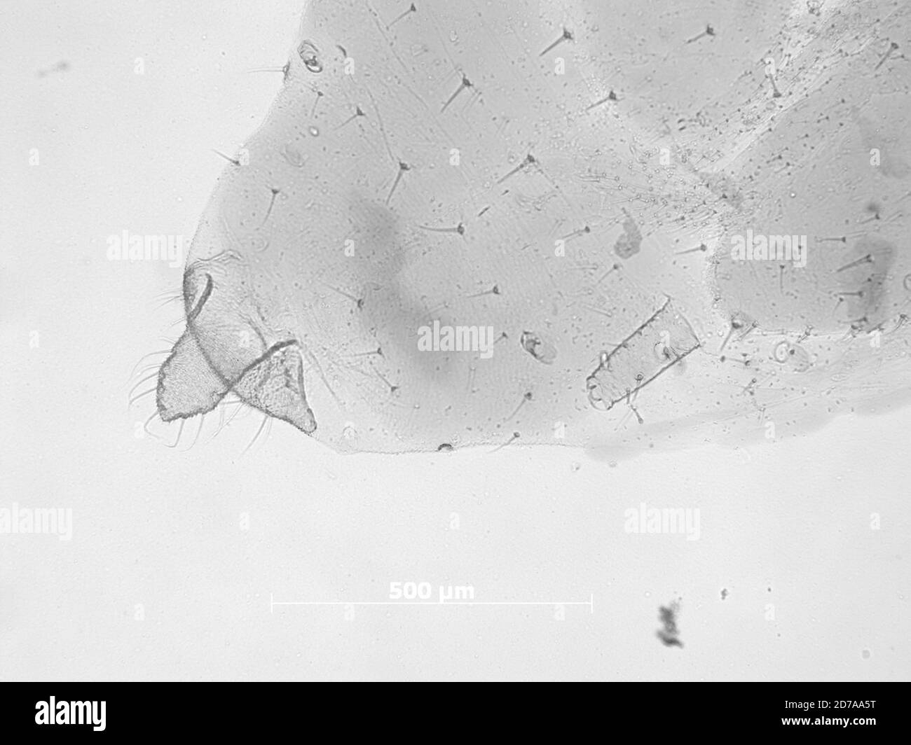 Skyway Point, Mesa, Colorado, United States, Dactynotus wahinkae Hottes ...