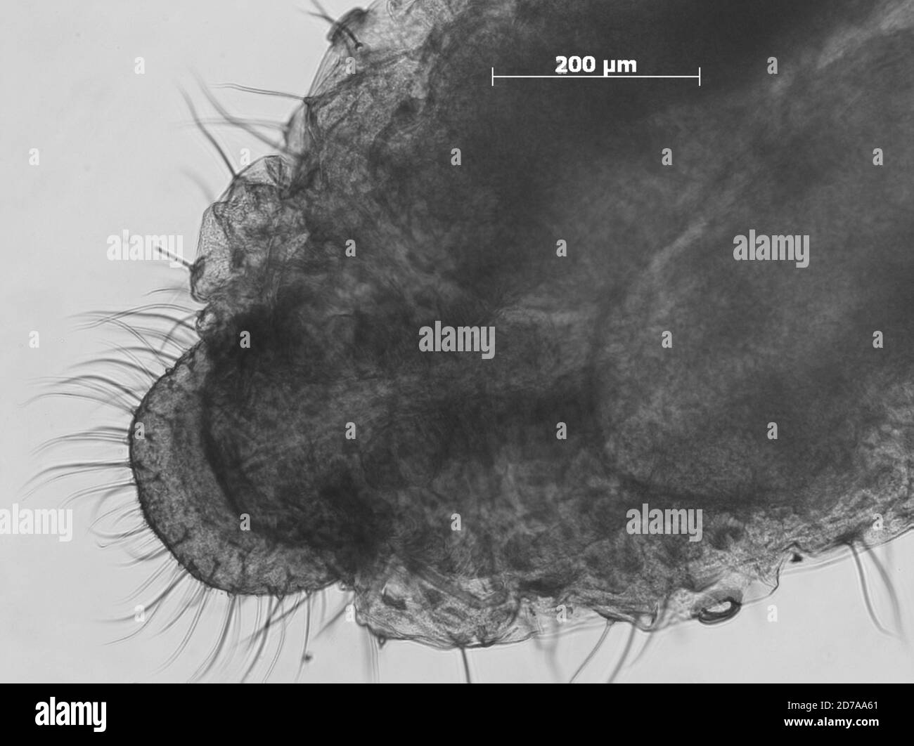 Eulachnus Black and White Stock Photos & Images - Alamy