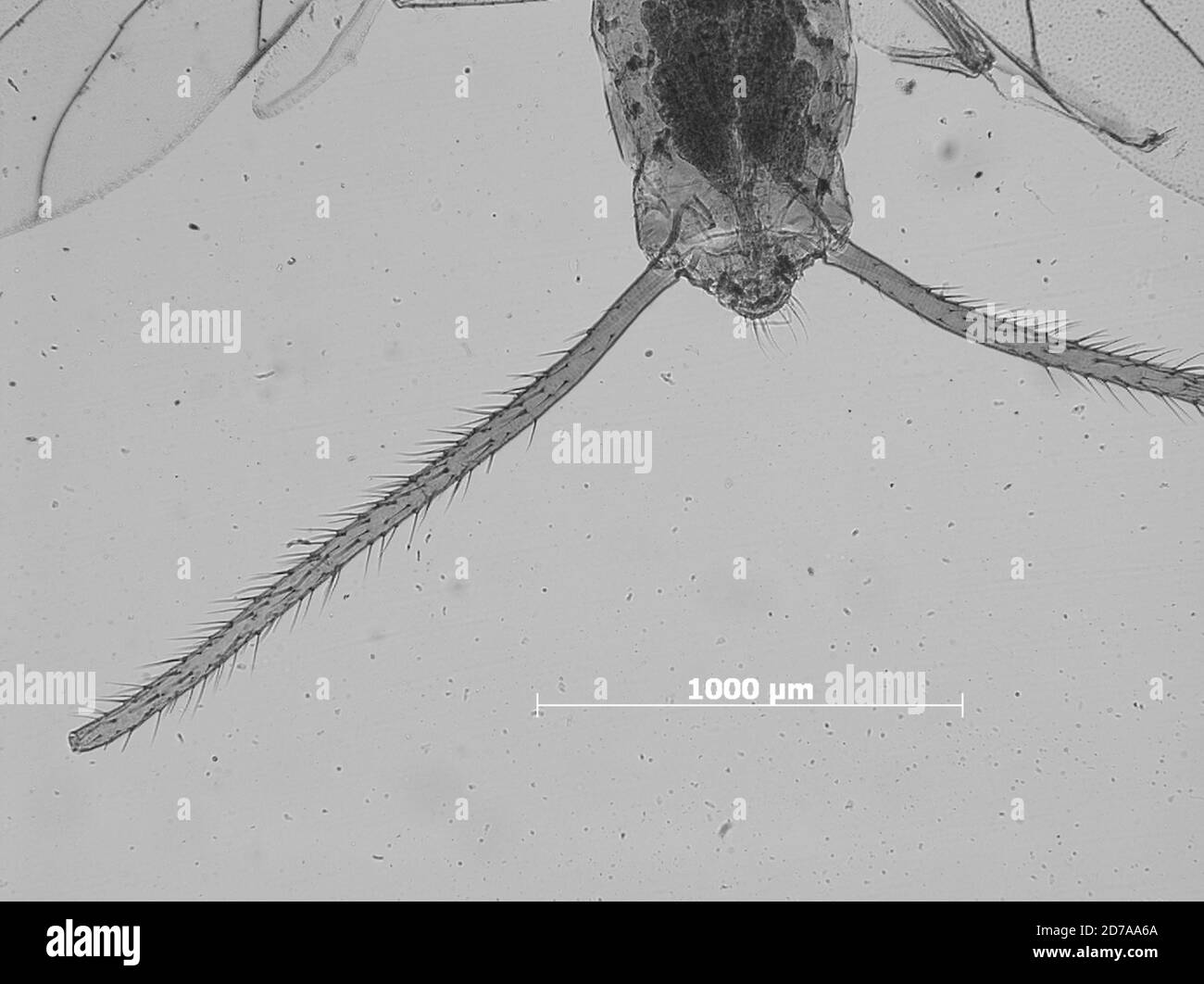 Sabaragamuwa, Sri Lanka, Greenideoida ceyloniae Van der Goot, 1917 ...