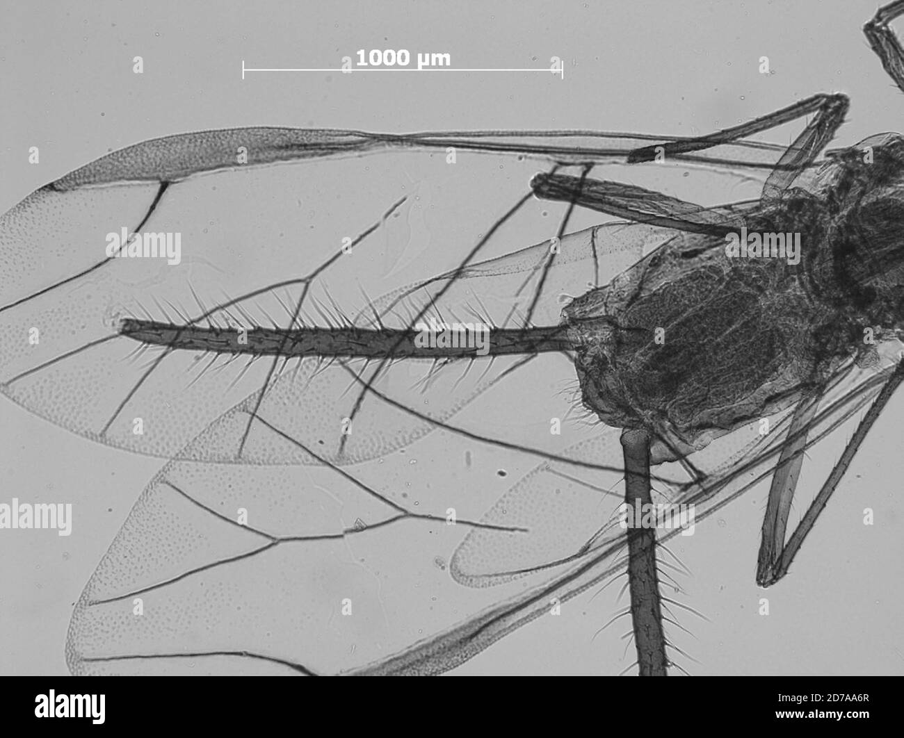 1956 animalia hi-res stock photography and images - Alamy