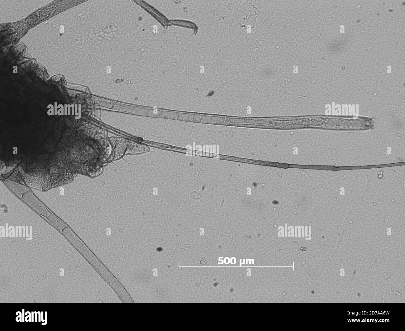 Corvallis, Benton, Oregon, United States, Illinoia macrosiphum Wilson ...