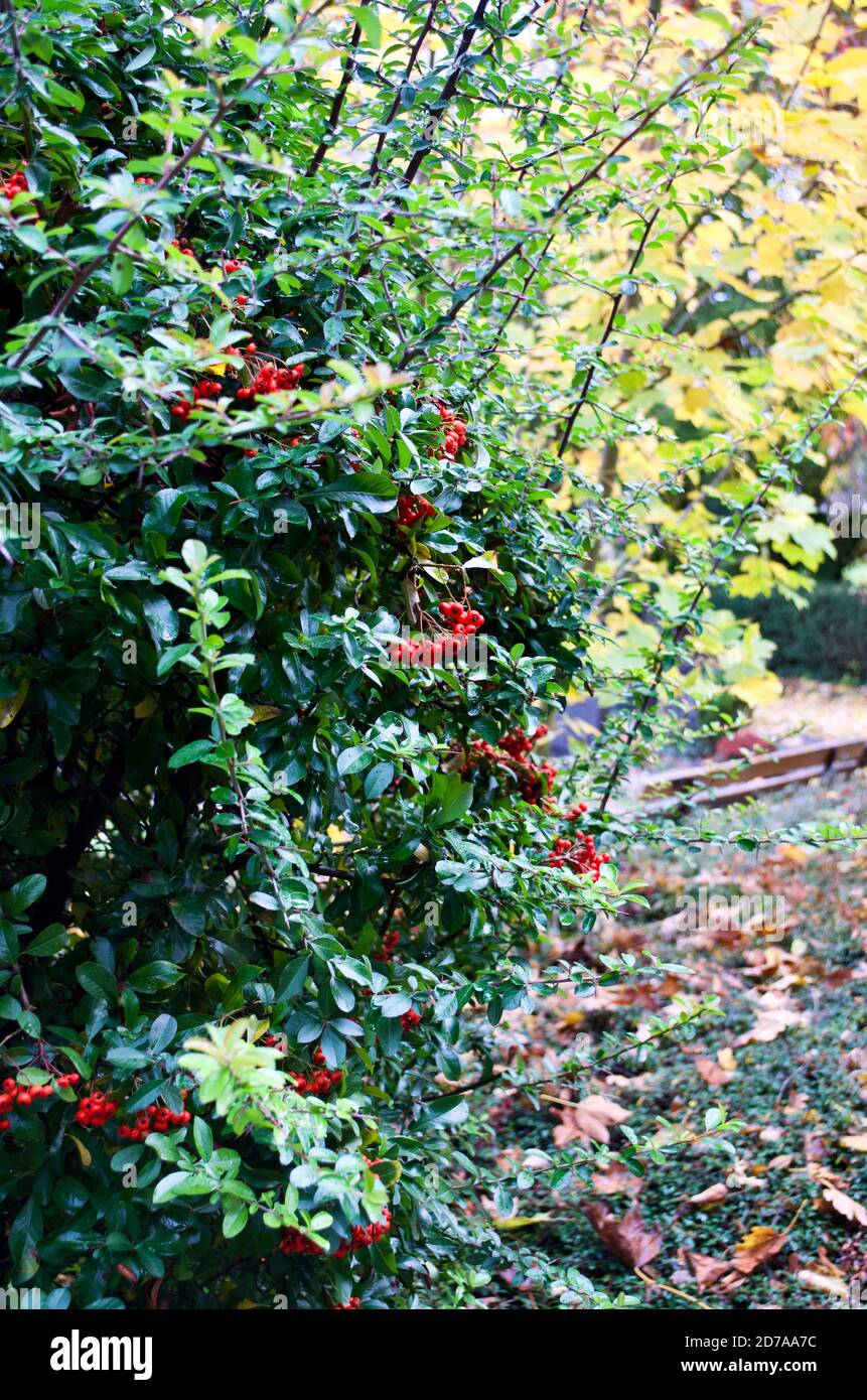 green bush with red berries in the sunlight Stock Photo - Alamy