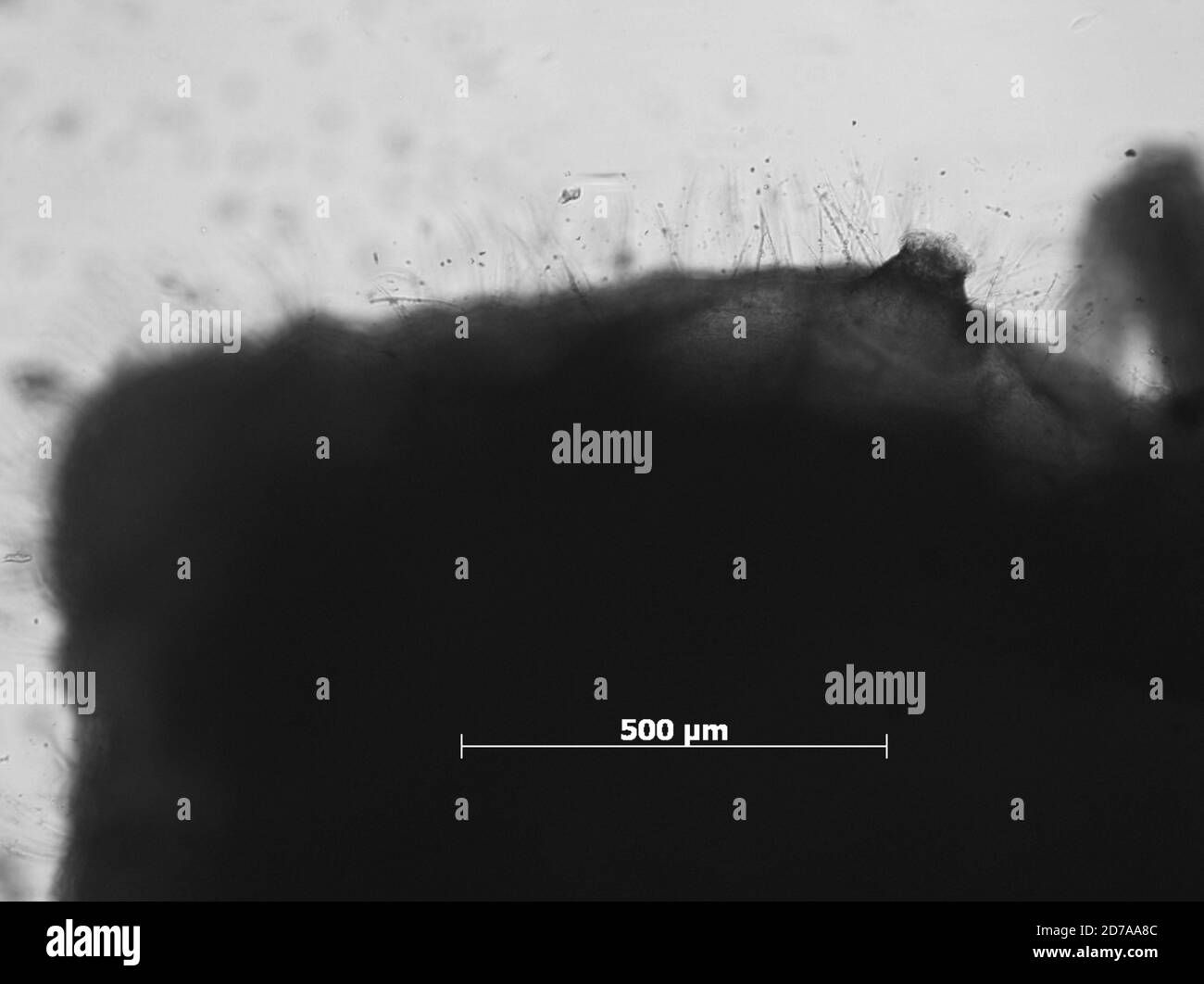 Horsetooth Mountain, Horsetooth Hill, Ft. Collins, Larimer, Colorado ...