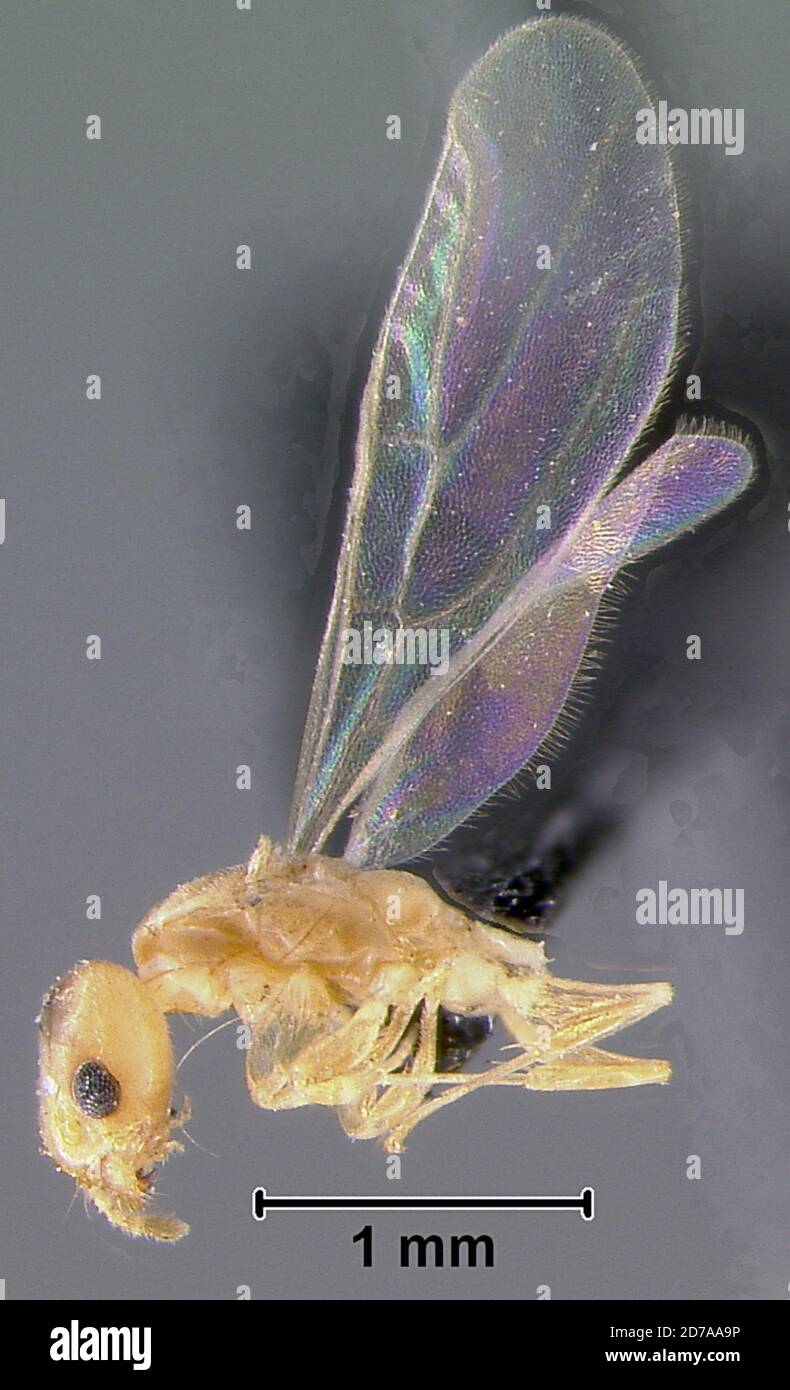 Manila, Rizal, Philippines, Aphomyrmex emeryi Ashmead, 1905, Animalia ...