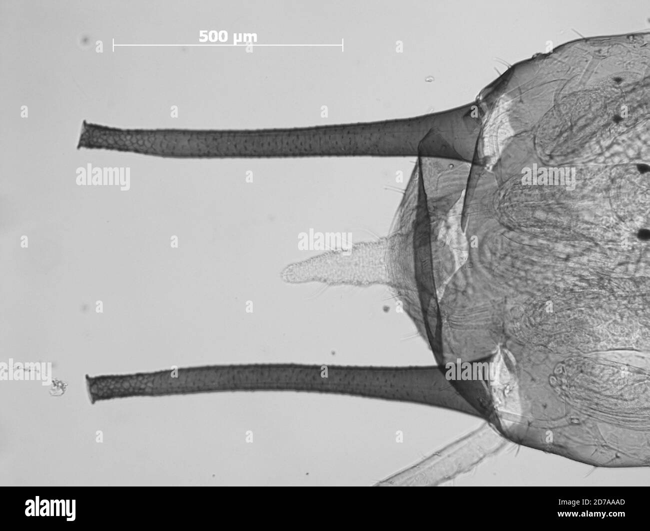 Lafayette, Tippecanoe, Indiana, United States, Macrosiphum coryli Davis ...