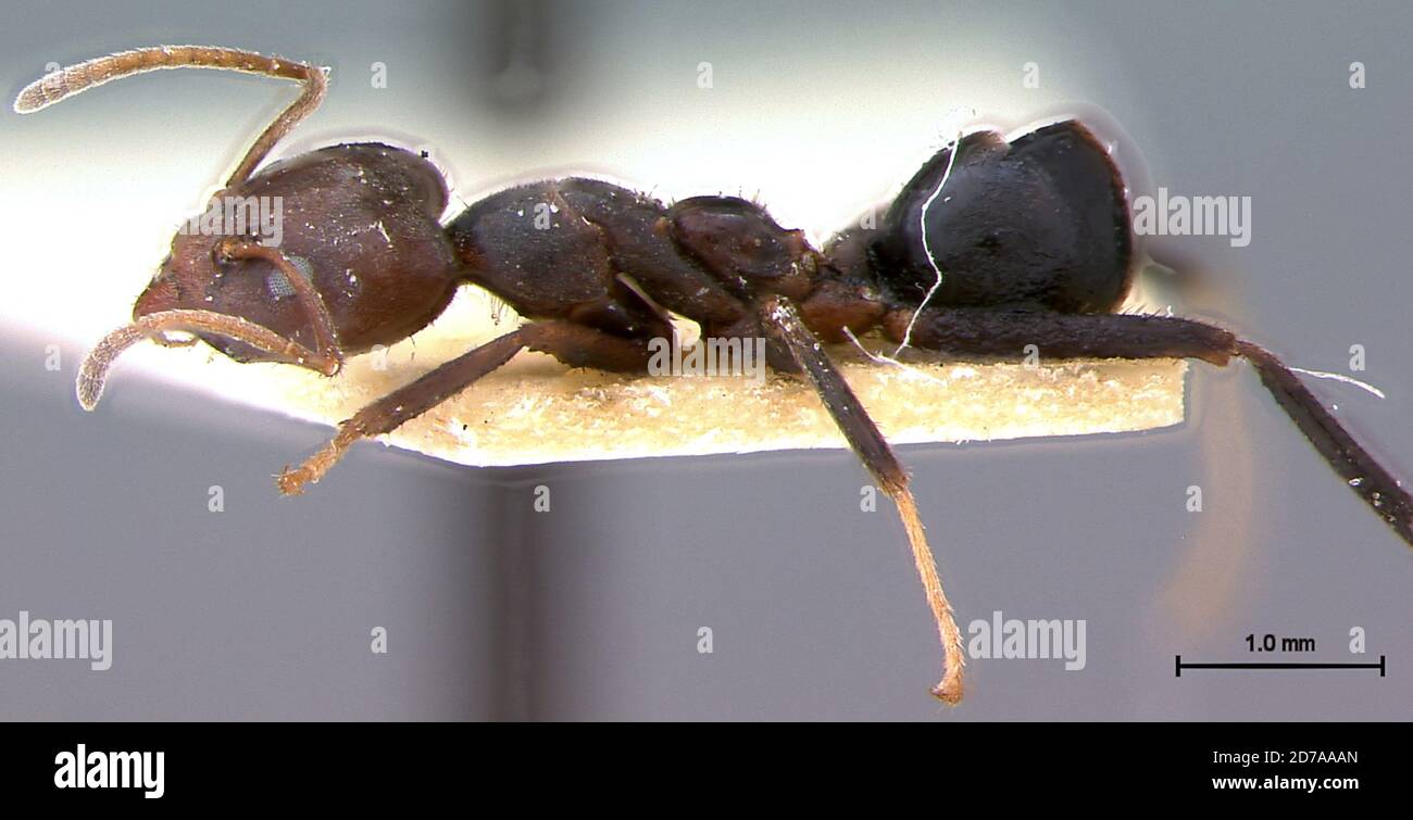 Lake Taviuni, Fiji, Iridomyrmex nagasau alticola Mann, 1921, Animalia ...