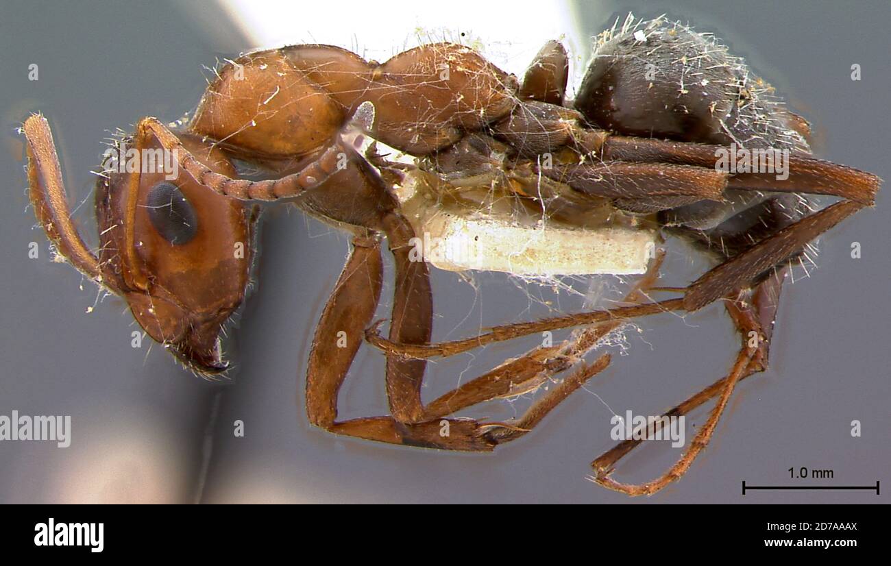 Formica munda var alticola wheeler hi-res stock photography and images ...