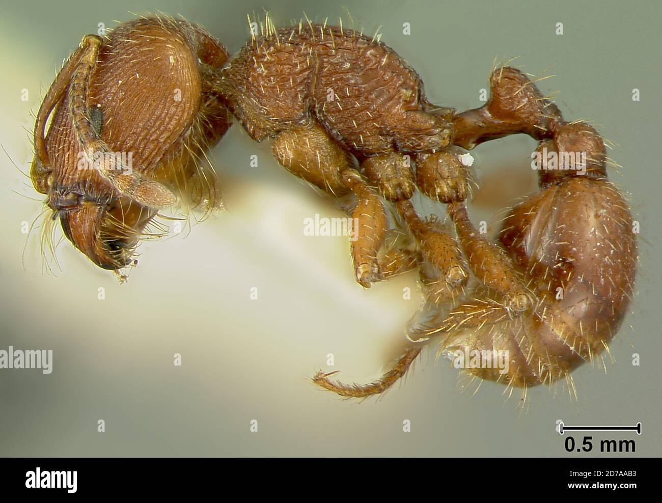 Zacapa, Guatemala, Pogonomyrmex guatemaltecus Wheeler, 1914, Animalia ...