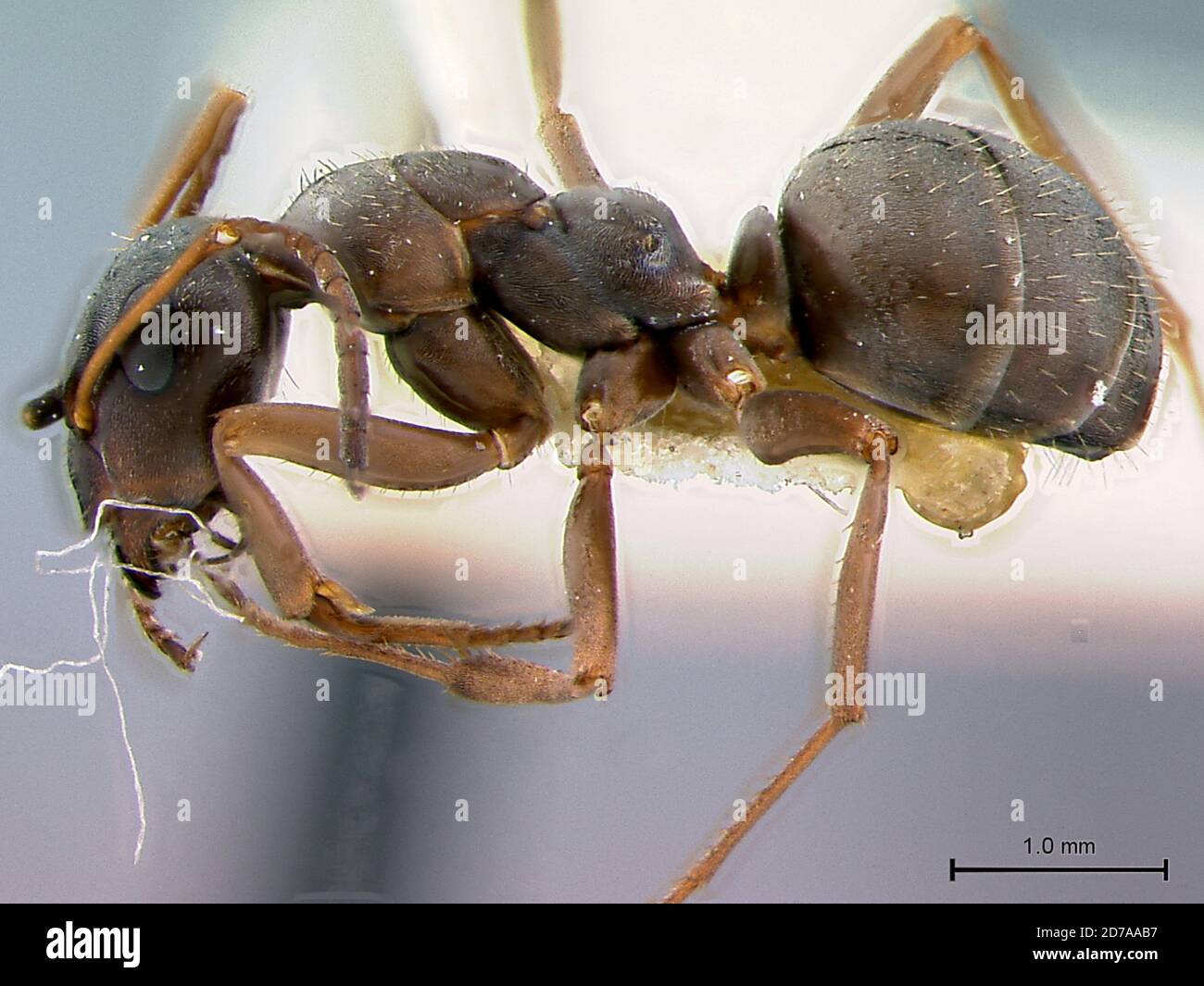 Florissant, Colorado, United States, Formica cinerea var. altipetens ...