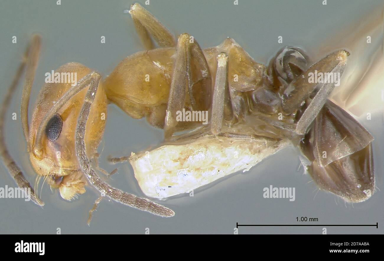 Dorymyrmex pyramicus var albemarlensis wheeler hi-res stock photography ...