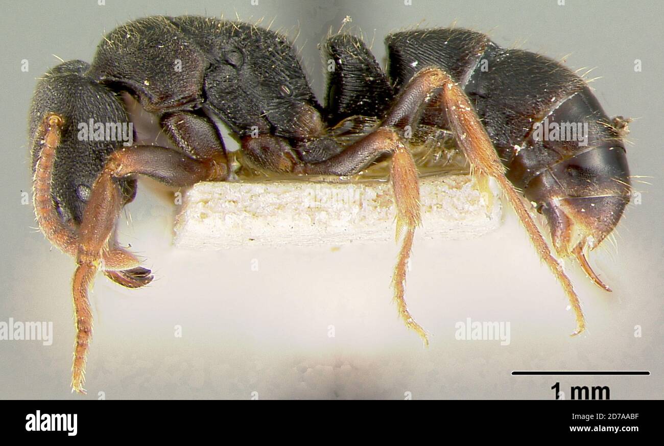 Ectomomyrmex exarata aequalis mann hi-res stock photography and images ...