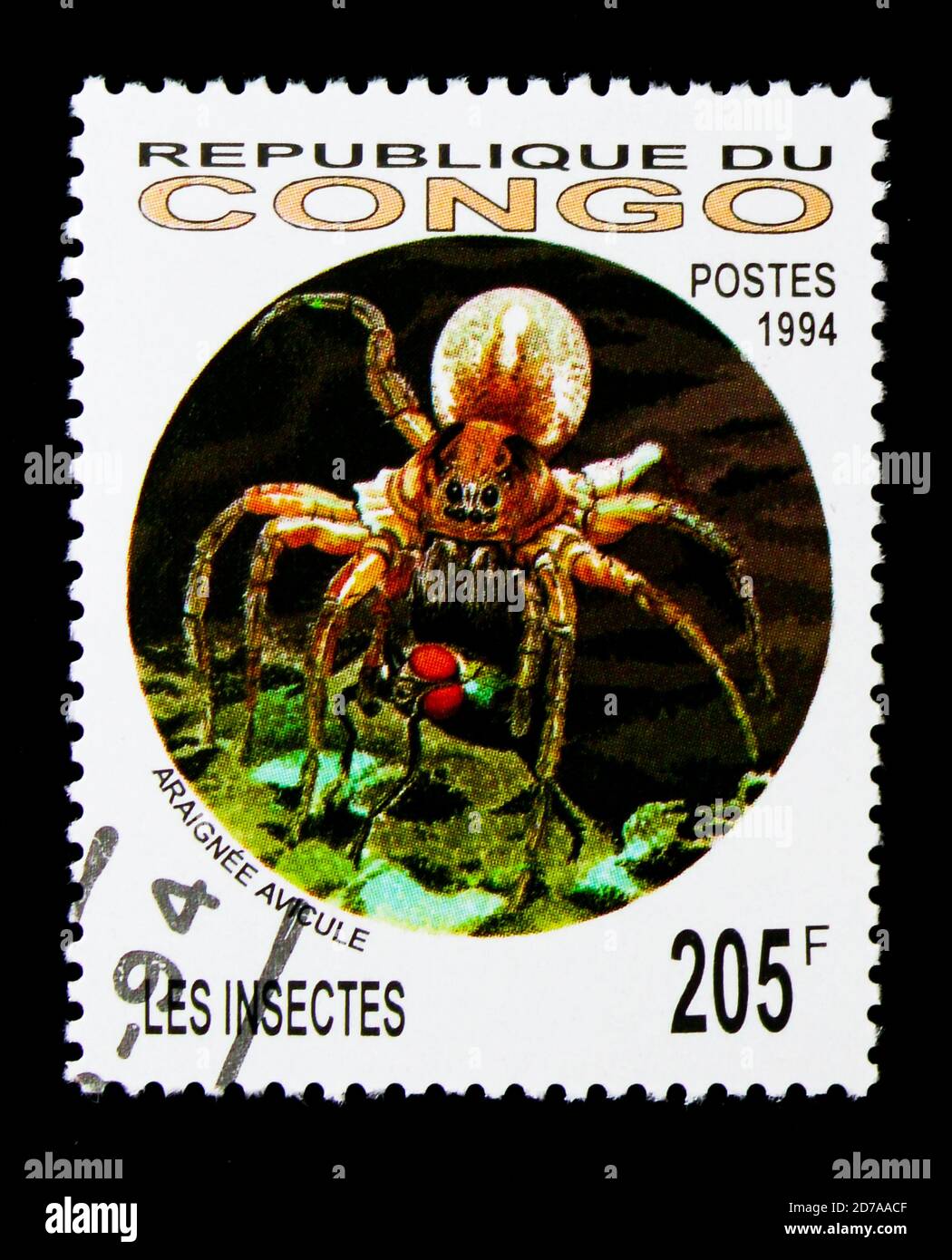 Insects of congo hi-res stock photography and images - Alamy