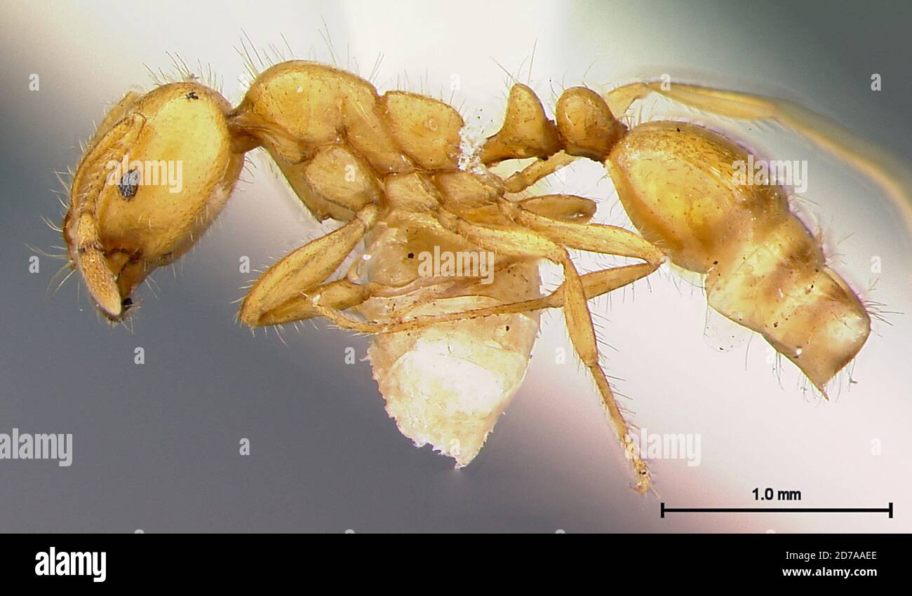 Solenopsis aurea hi-res stock photography and images - Alamy