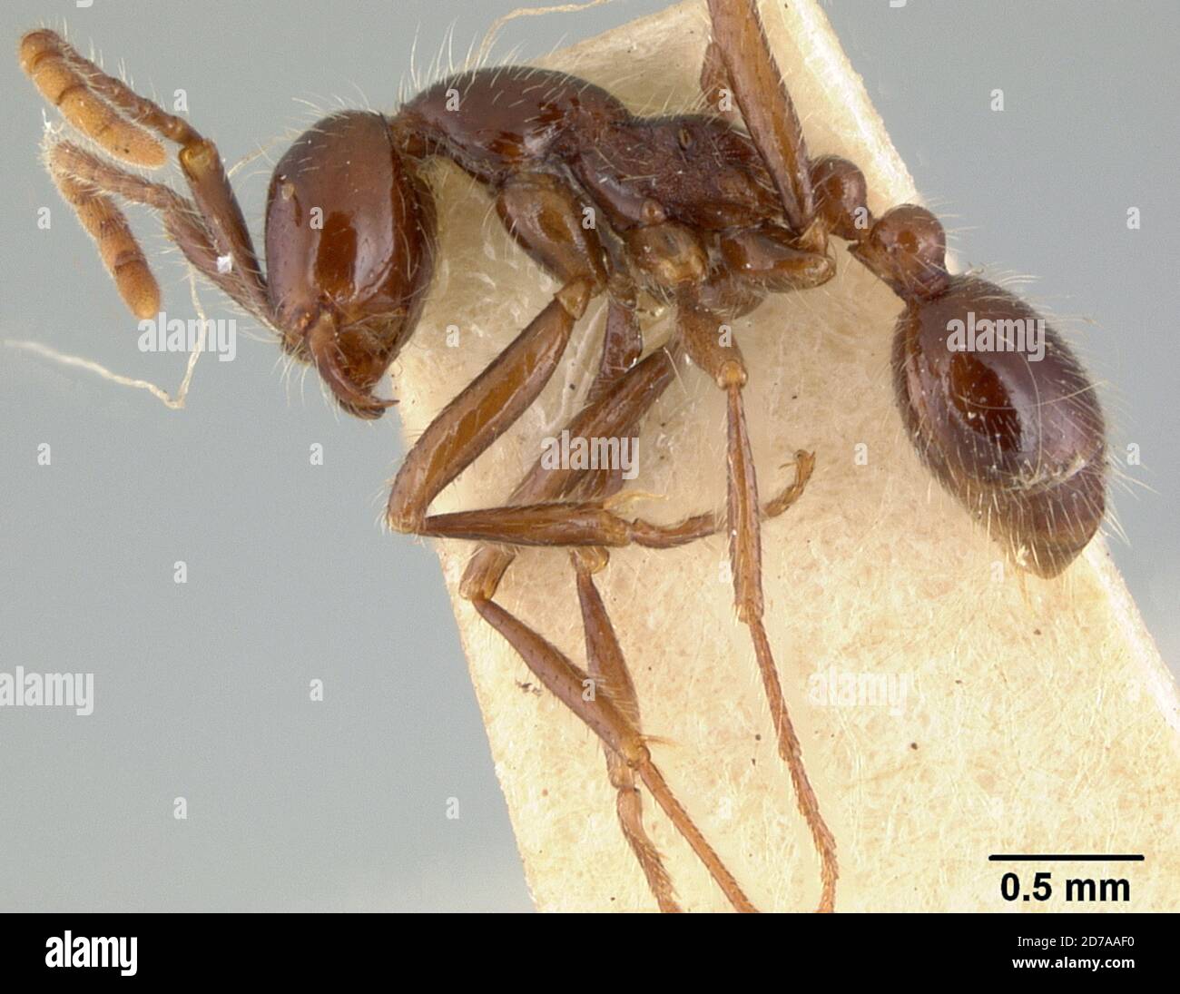 Kartabo, Bartica district, Cuyuni-Mazaruni, Guyana, Eciton (Acamatus) pilosum var. beebei ...