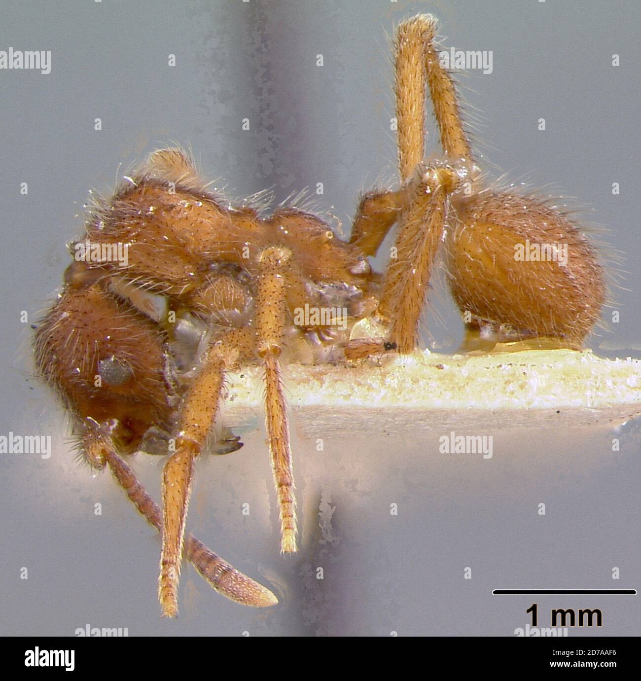 4 roads pt, Trinidad and Tobago, Apterostigma auriculatum Wheeler, 1925 ...