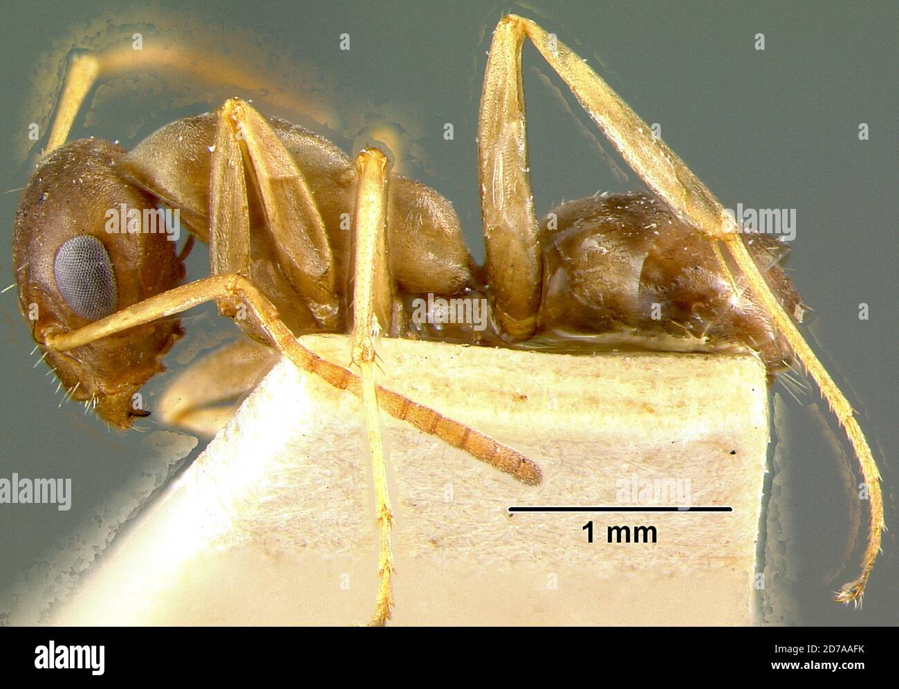 Formica fusca var blanda wheeler hi-res stock photography and images ...