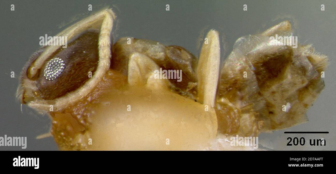 American Samoa, United States, Tapinoma melanocephalum var. australis ...