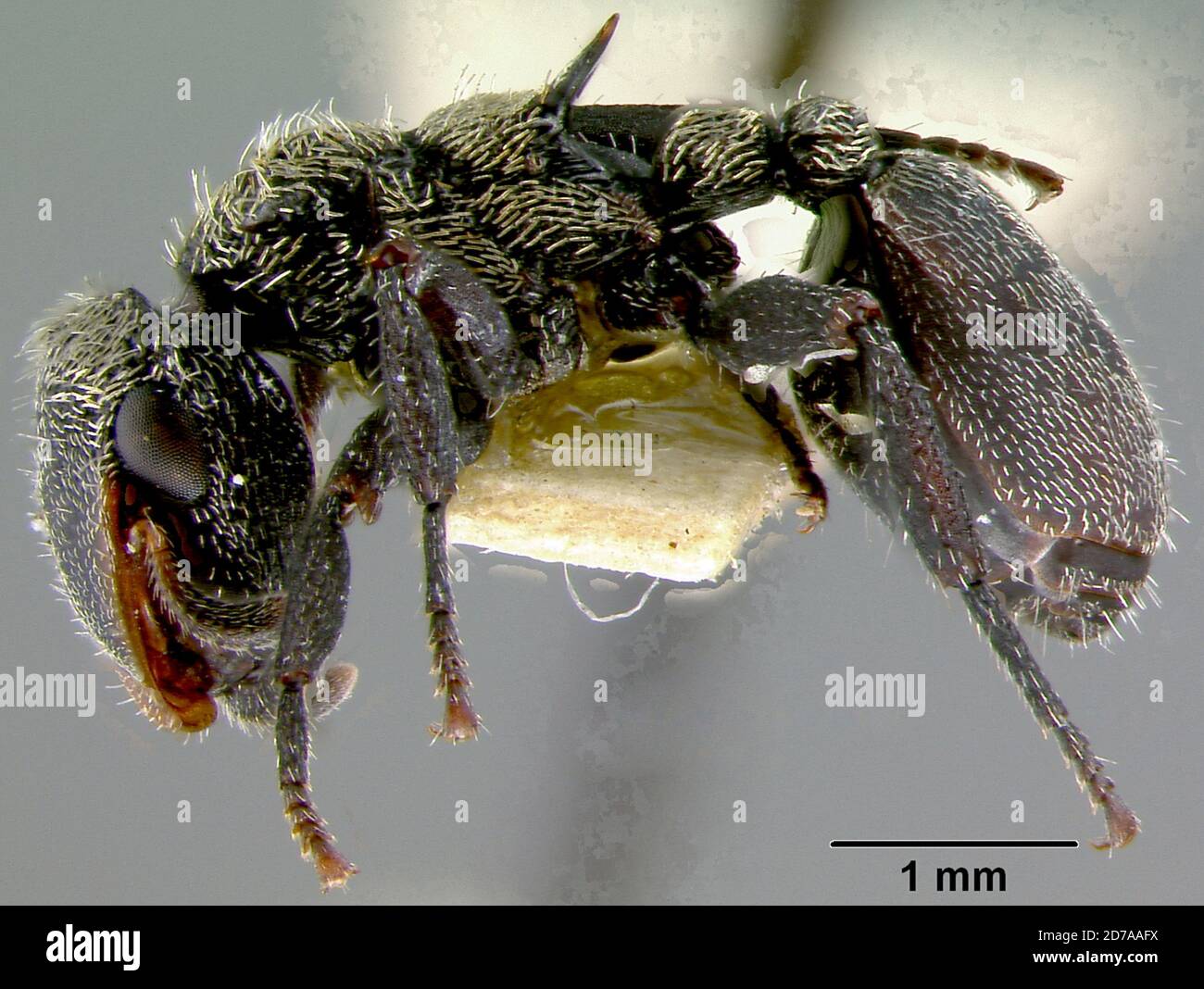 1936 animalia hi-res stock photography and images - Alamy