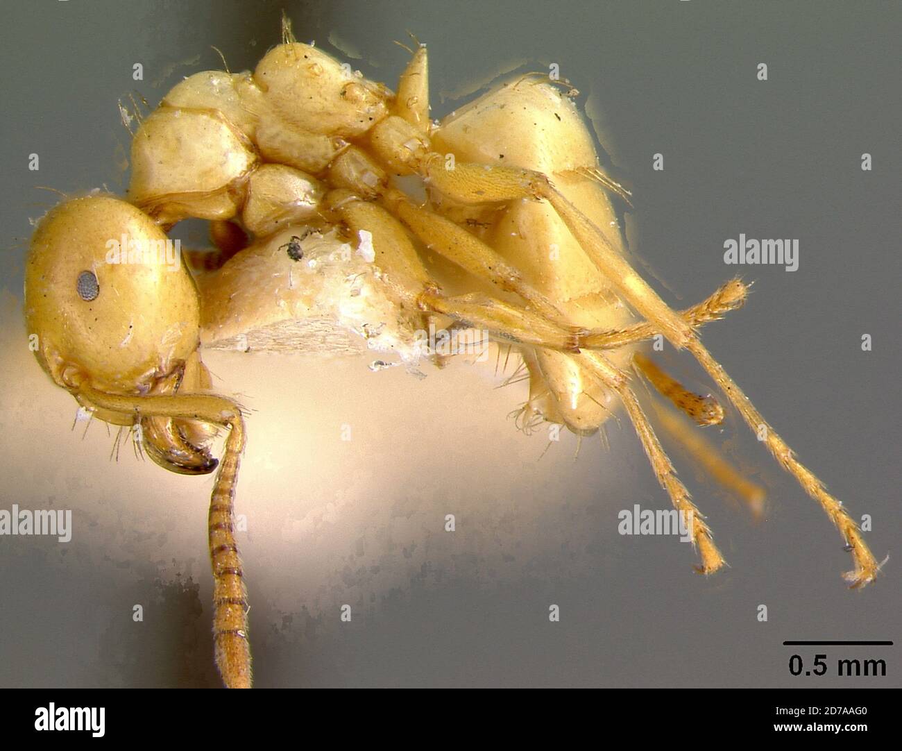 Huachuca Mountains, Miller Canyon, Cochise, Arizona, United States ...