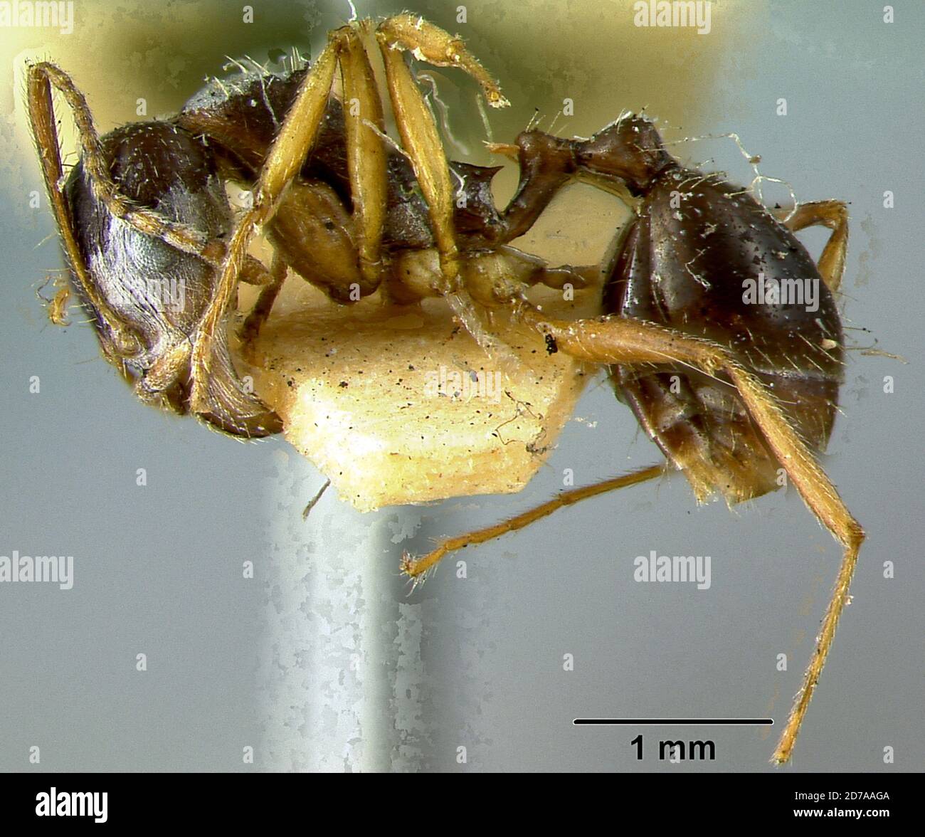 Beesoni donisthorpe hi-res stock photography and images - Alamy