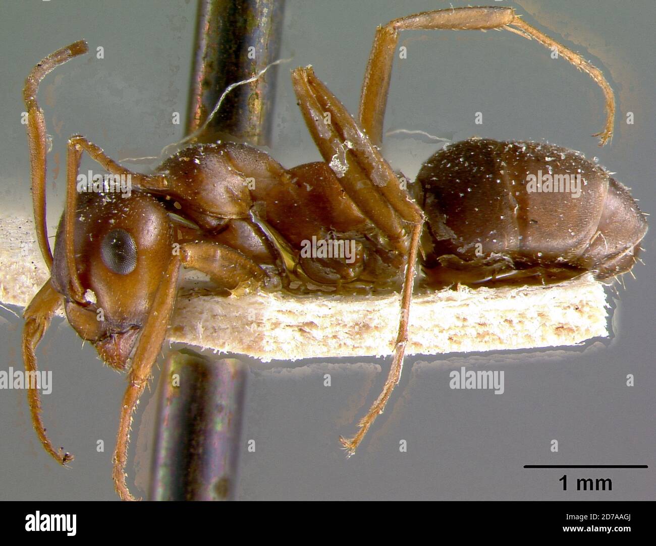 Formica sanguinea aserva forel hi-res stock photography and images - Alamy