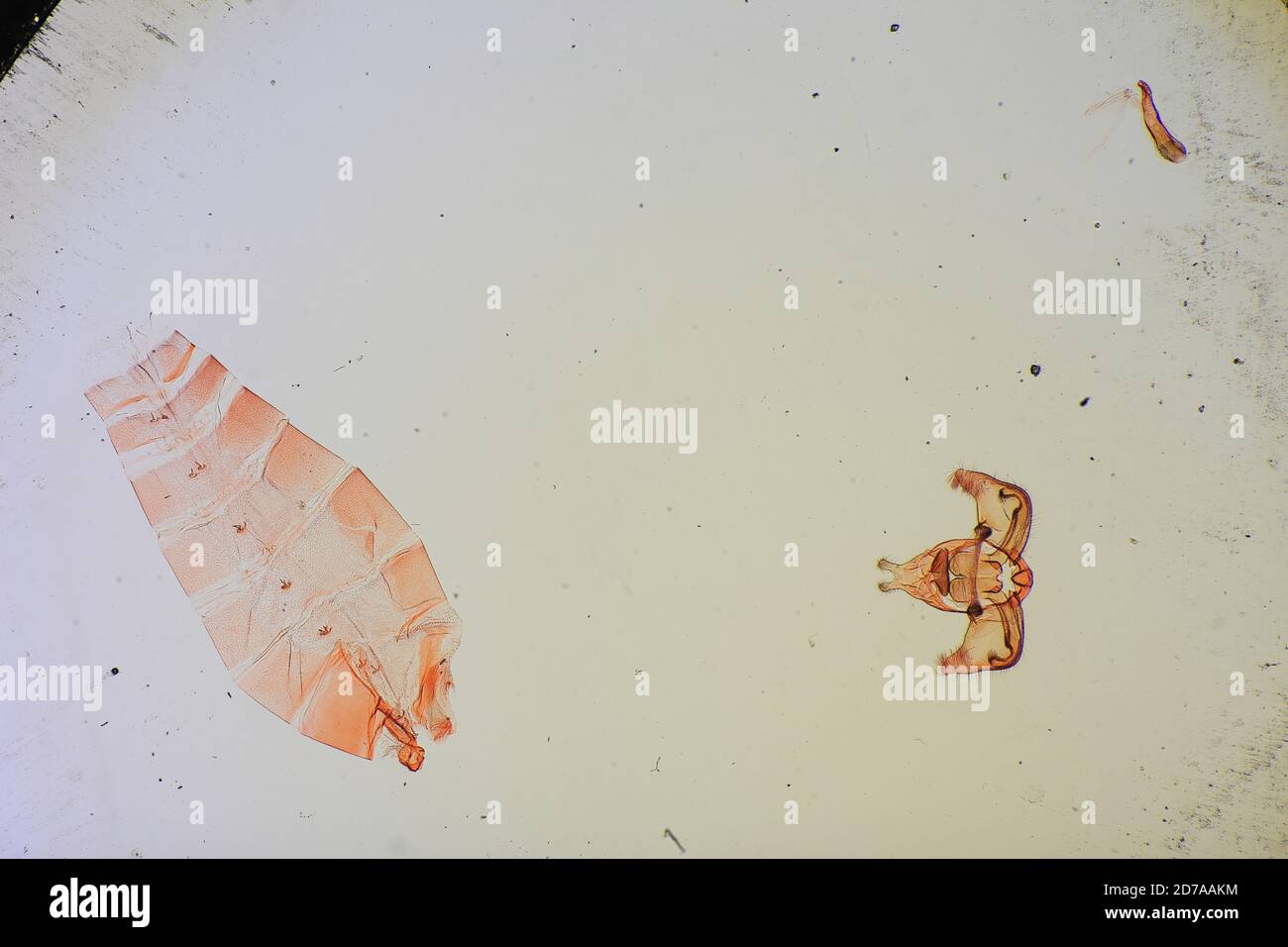 Pinned, Tingo Maria, Peru, Coptotelia allardi Clarke, 1951, Animalia ...