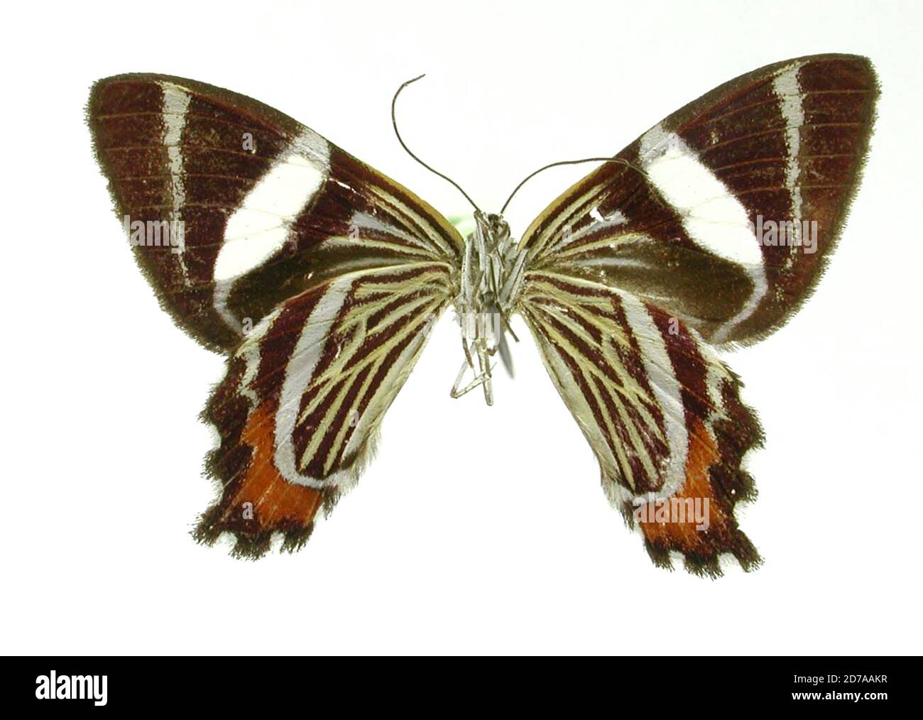 Pinned, Rio Vitaco pres San Antonio, Colombia, Colombia, Erateina ...