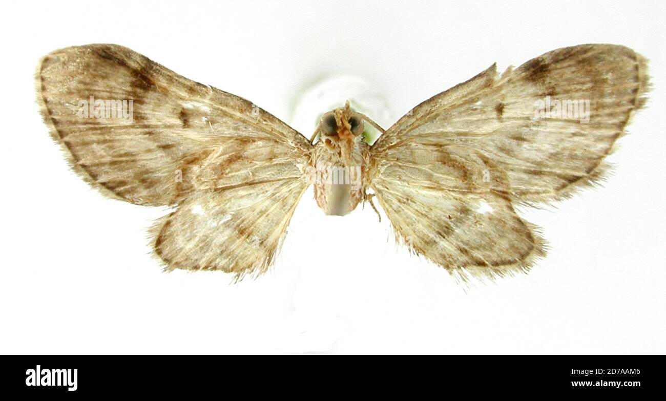 Pinned, Mount Poas, San Jose, Costa Rica, Eupithecia caliginosa Schaus ...