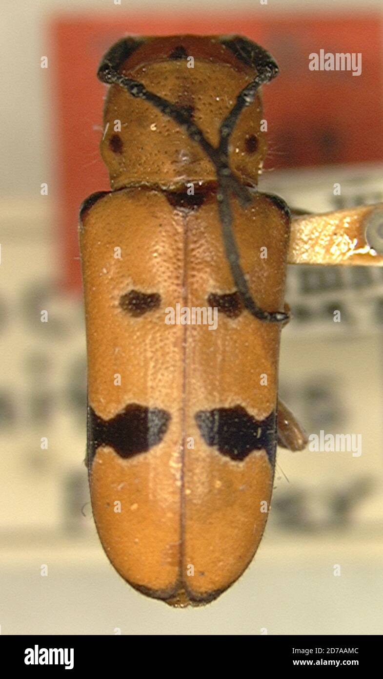 Haiti, Valley Rivere Froide, Haiti, Calocosmus magnificus Fisher, 1932 ...