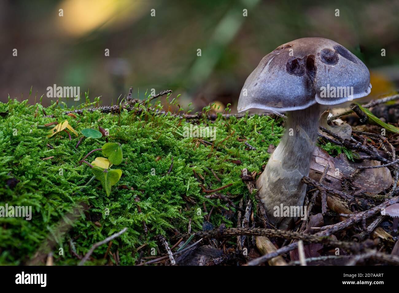 Cortinarius anomalus, also known as the variable webcap, is a ...