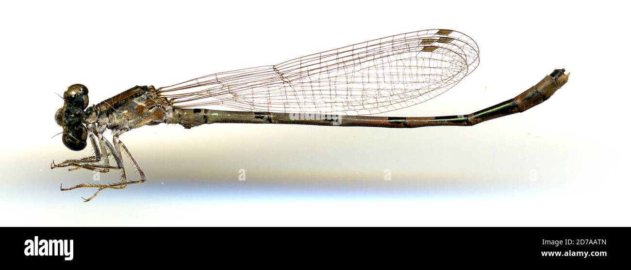 Enallagma laterale morse hi-res stock photography and images - Alamy