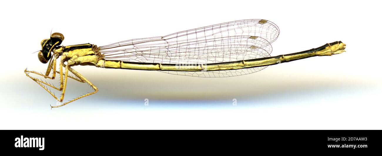 Enallagma pictum morse hi-res stock photography and images - Alamy