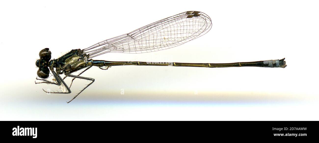 Stanford University, Jasper Ridge Biological Preserve, San Mateo ...