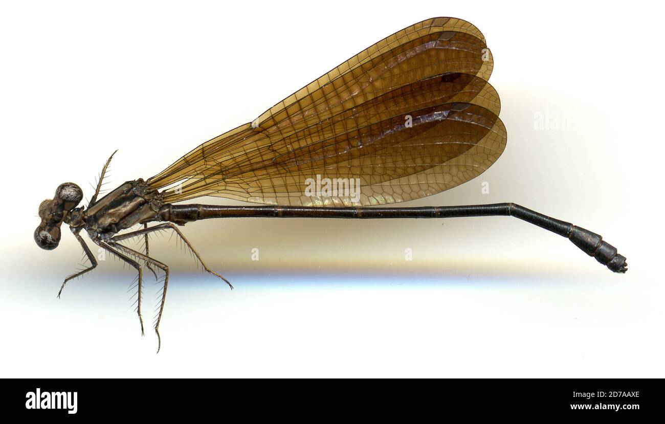 Lake Placid, Archbold Biological Station, Highlands, Florida, United ...