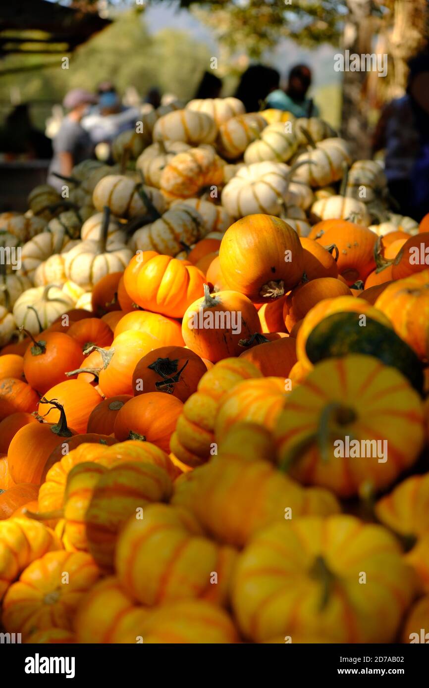 Halloween pumpkins photography hi-res stock photography and images - Alamy
