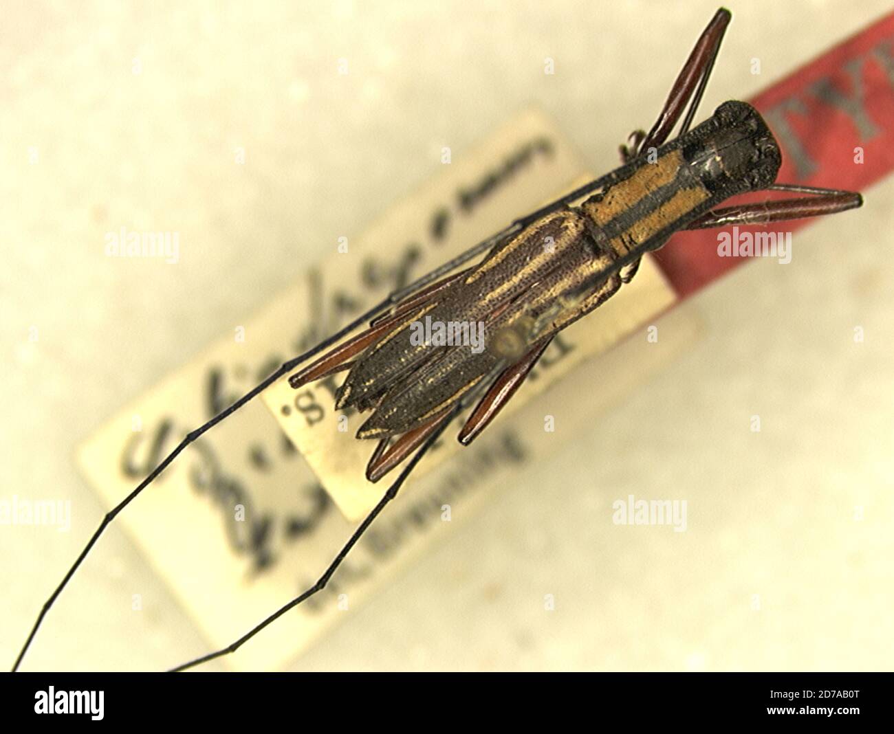 1940 animalia hi-res stock photography and images - Alamy