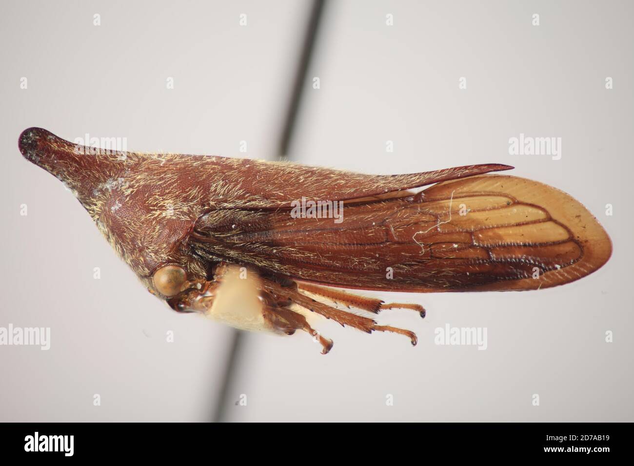 Calloconophora angustitibia Dietrich, 1991, Animalia, Arthropoda ...