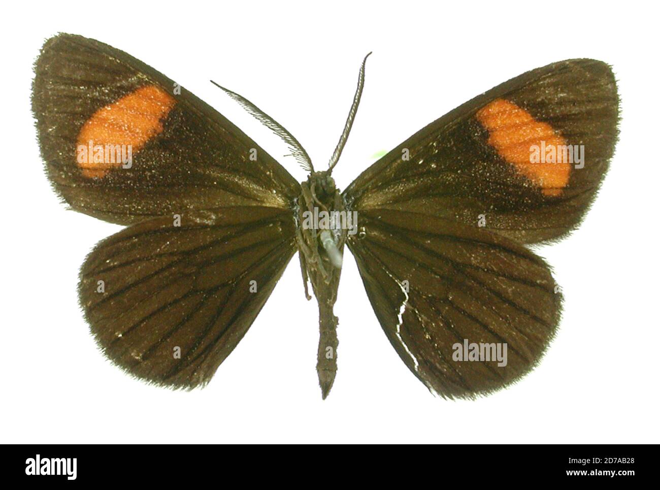 Pinned, Ecuador, Nelo decipiens Thierry-Mieg, 1905, Animalia ...