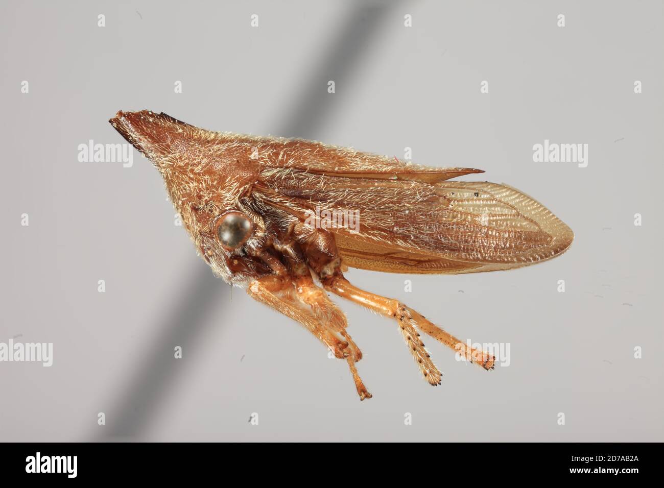 Calloconophora furcata Dietrich, 1991, Animalia, Arthropoda, Insecta ...