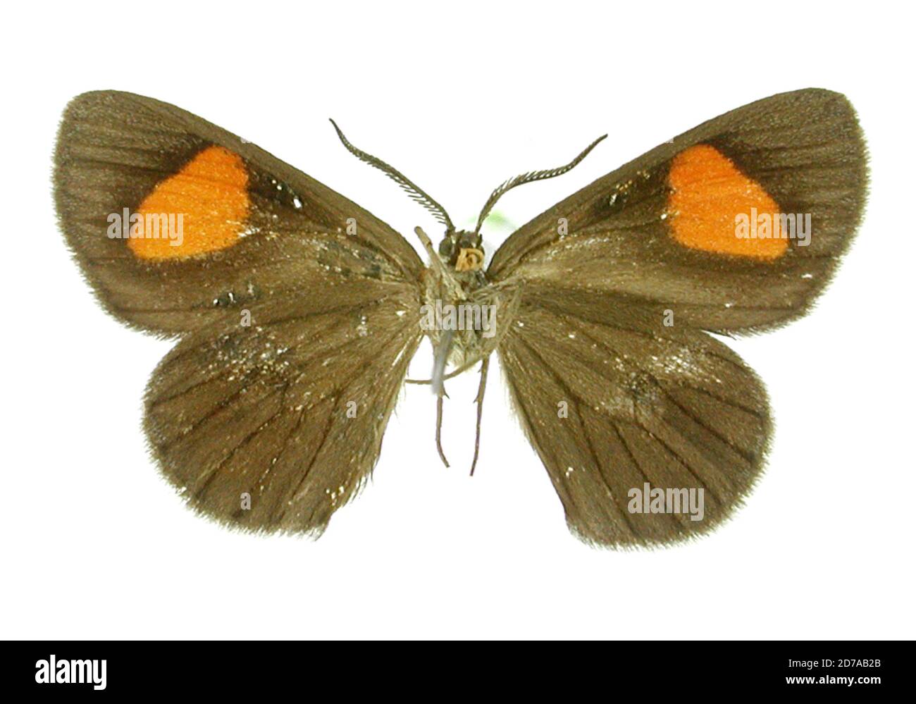 Pinned, Colombia, Nelo darthula Thierry-Mieg, 1893, Animalia ...